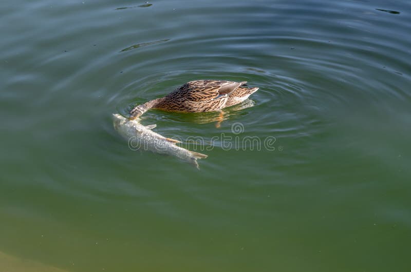 Duck eating a dead fish stock image. Image of wildlife - 285579211