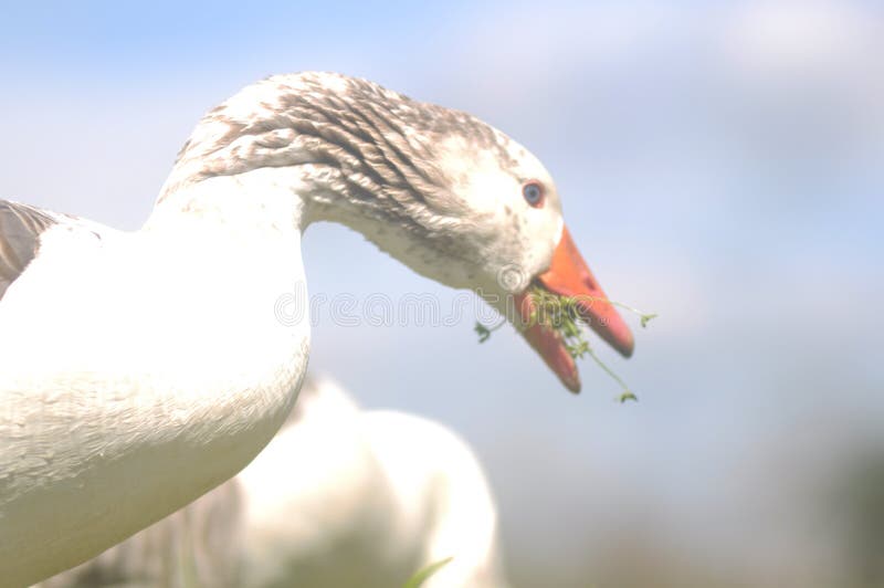 Duck eating stock photo. Image of animal, water, duck - 127855234