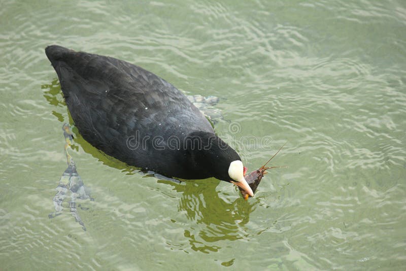 781 Duck Eating Fish Stock Photos - Free & Royalty-Free Stock Photos ...
