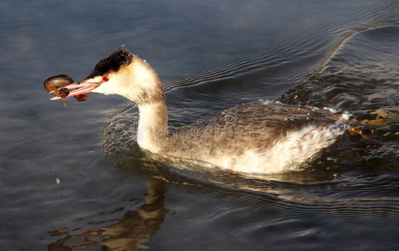 A duck stock photo. Image of bird, environment, feather - 63574158
