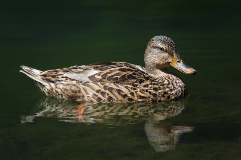 Duck, Ebro river stock photo. Image of suso, animal, color - 26314586