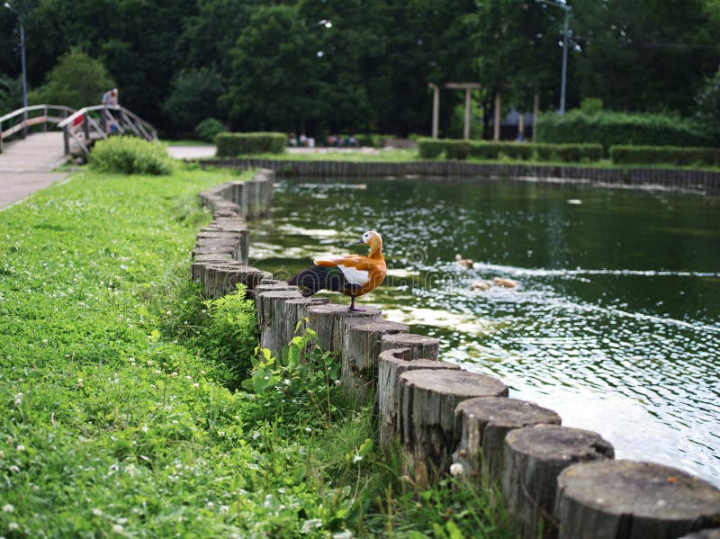 Duck at the Edge of the Pond Stock Image - Image of single, pond: 109316139