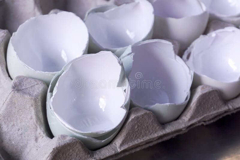 Duck egg stock image. Image of shells, studio, group - 234306181