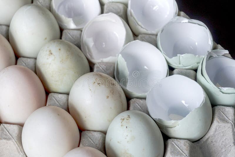 Duck egg stock image. Image of group, shells, fresh - 237480719