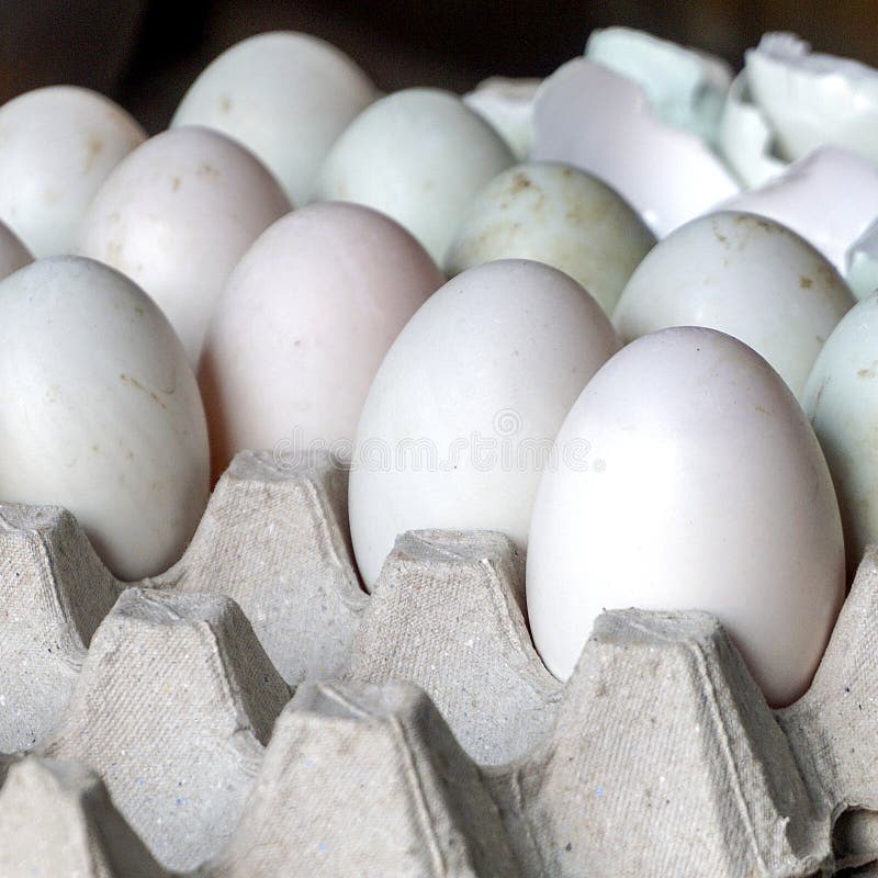 Duck egg stock photo. Image of smudges, natural, nature - 237480766