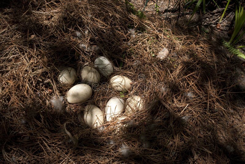 Duck eggs stock image. Image of laying, ground, nest - 18272199