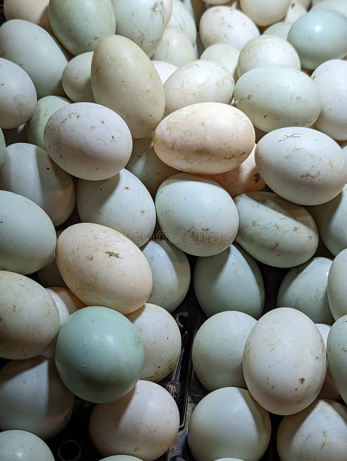 Duck Eggs in Bazar at Mymensingh, Bangladesh Stock Image - Image of ...
