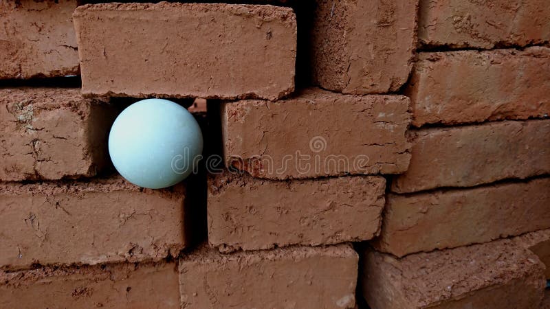 Duck eggs in a brick gap stock image. Image of background - 174514213