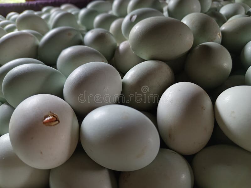 Duck Eggs Collected by Farmers for Hatching, Producing Young Ducklings ...
