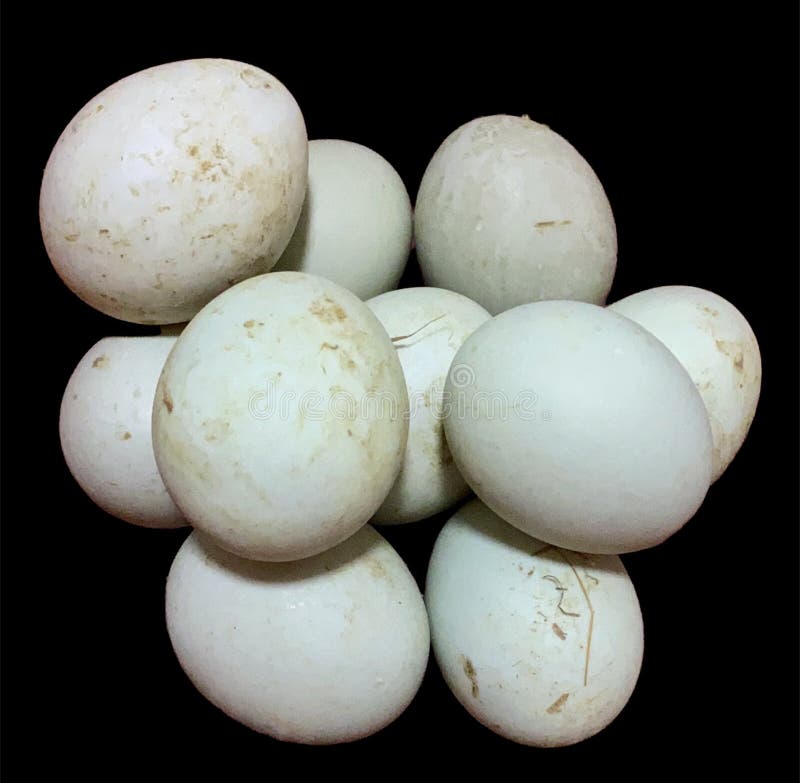 Duck eggs stock photo. Image of firstly, duck, bigger - 254526690