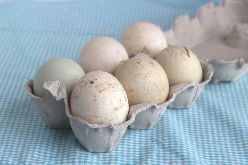 Duck eggs stock photo. Image of animal, shell, simple - 34724996
