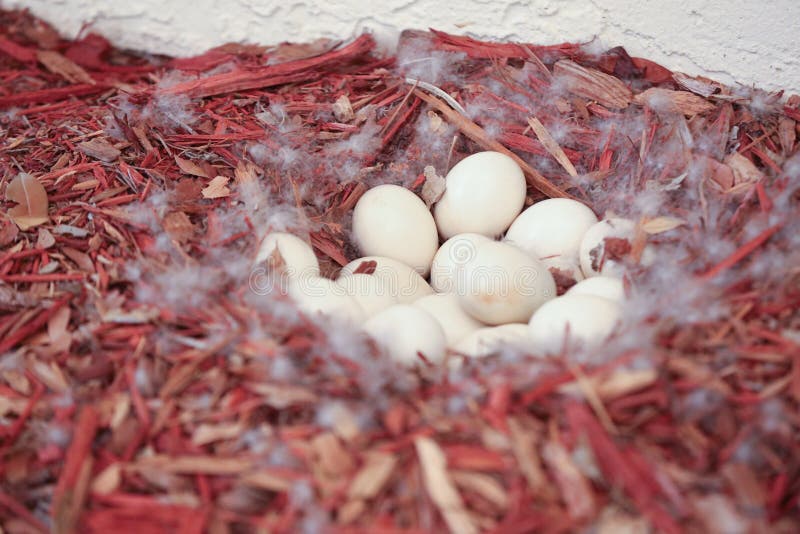 Duck eggs in a nest stock photo. Image of oval, market - 156605736