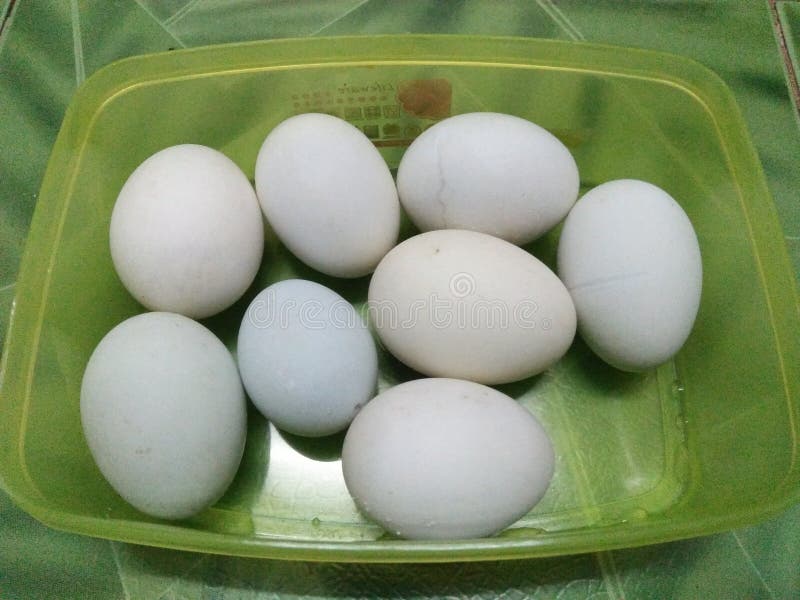 Duck Eggs stock image. Image of eggs, animal, duck, shell - 93482977