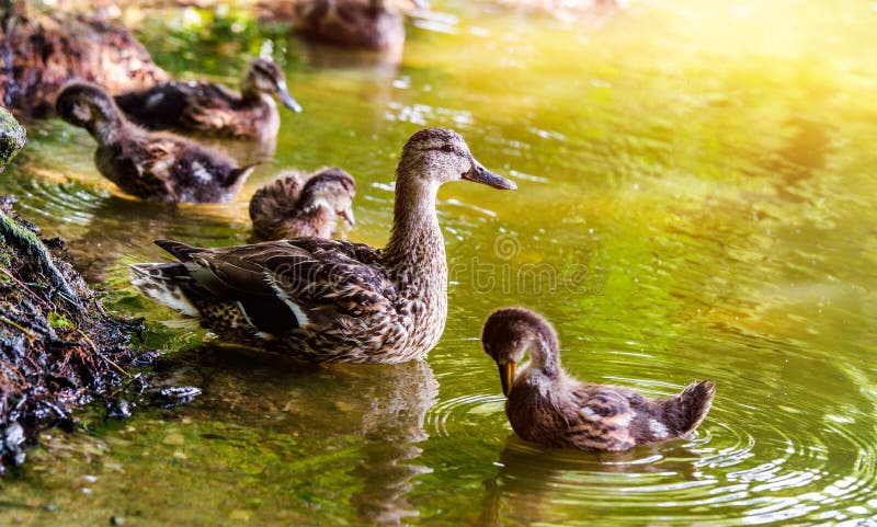 Duck and Eight Little Ducklings Stock Photo - Image of child, spring ...