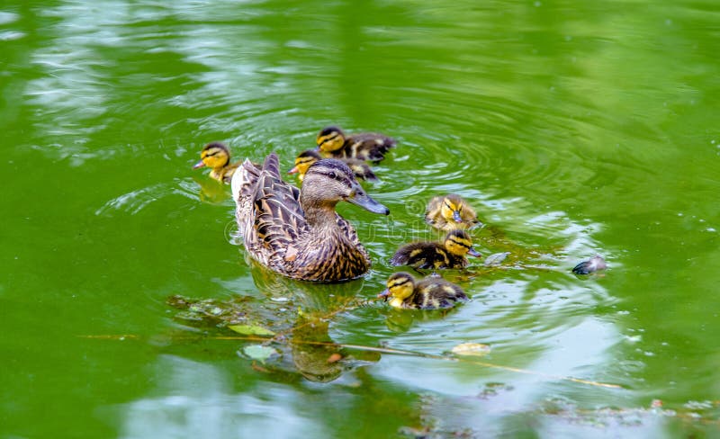 Duck and Eight Little Ducklings Stock Photo - Image of child, spring ...