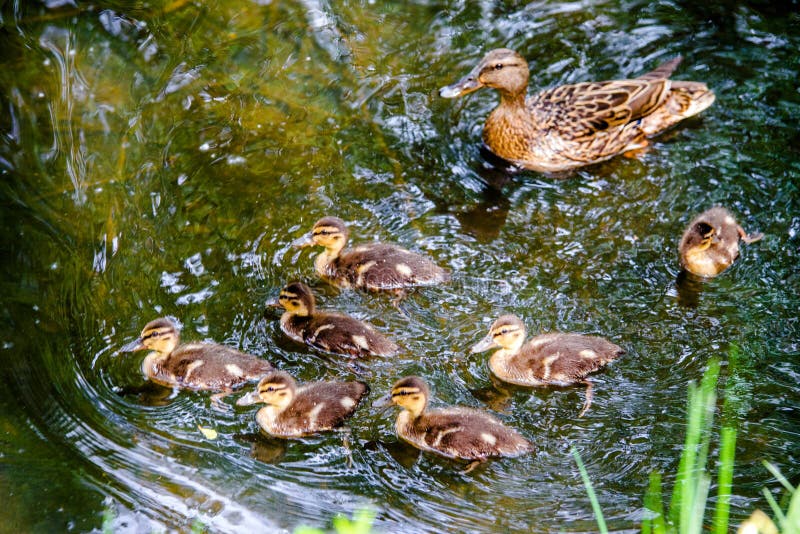 Duck and Eight Little Ducklings Stock Photo - Image of newborn ...