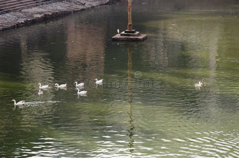 Duck Eleven stock photo. Image of nature, beautiful, feet - 89344992