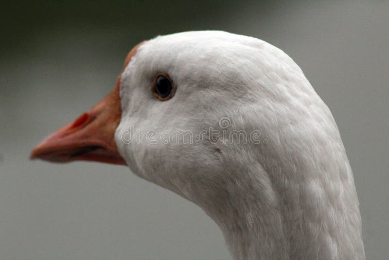 Duck face stock photo. Image of expression, beautiful - 49183220