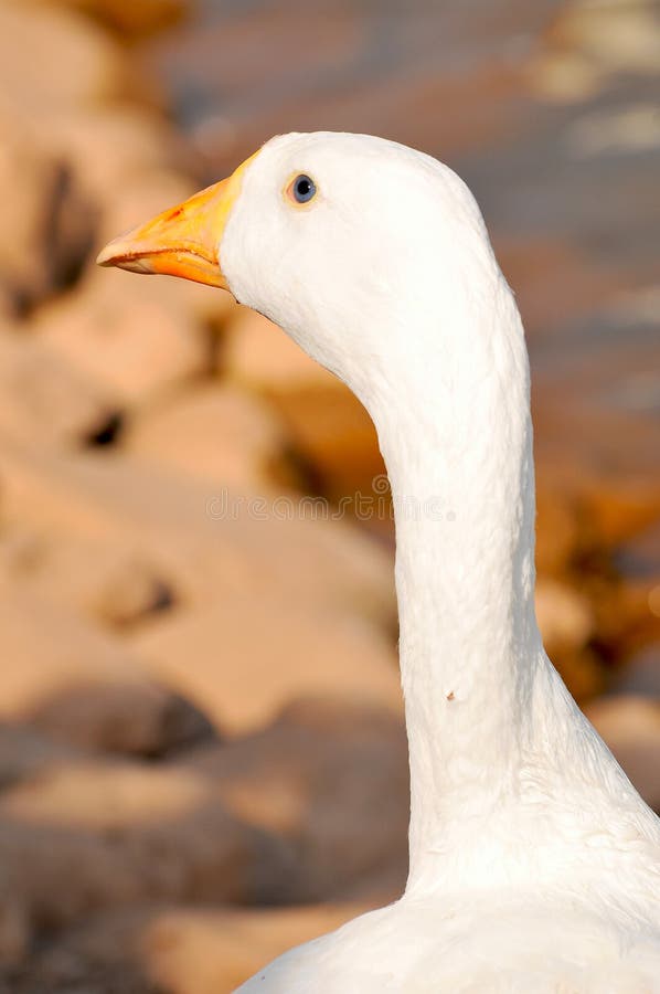 Duck face stock image. Image of wild, rivers, feathers - 7853433