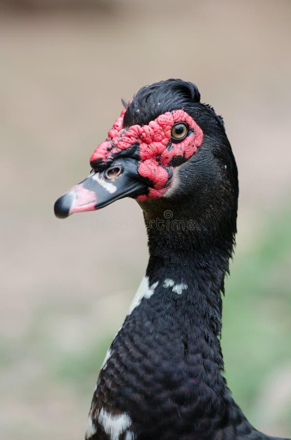 Duck face. stock photo. Image of face, male, beak, fowl - 31995784