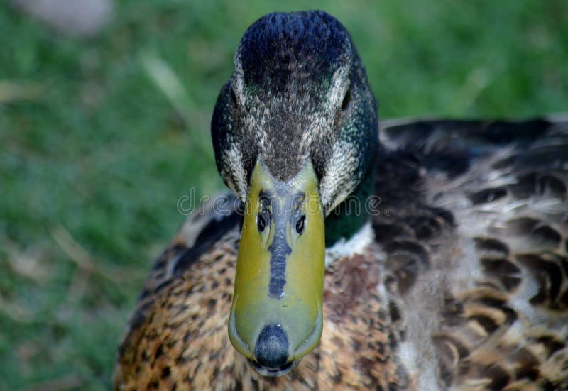 Duck face stock photo. Image of nature, closeup, face - 90124972