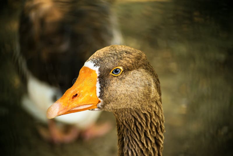 Duck face stock image. Image of animal, head, fowl, closeup - 57113501