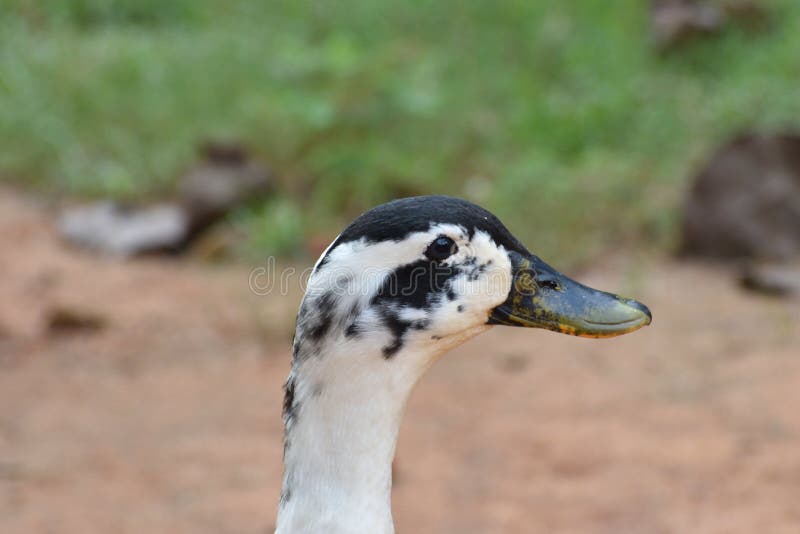 Duck face on out door stock photo. Image of duck, canada - 160230768