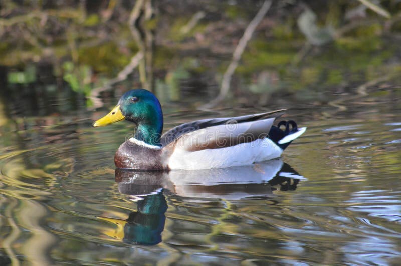Duck facing left stock image. Image of duck, male, animals - 89106631