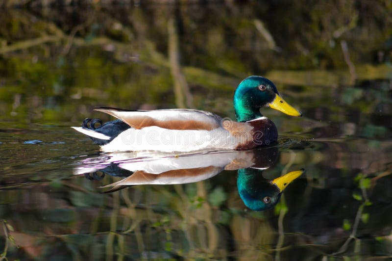 Duck facing right stock image. Image of water, male, ripple - 89106651