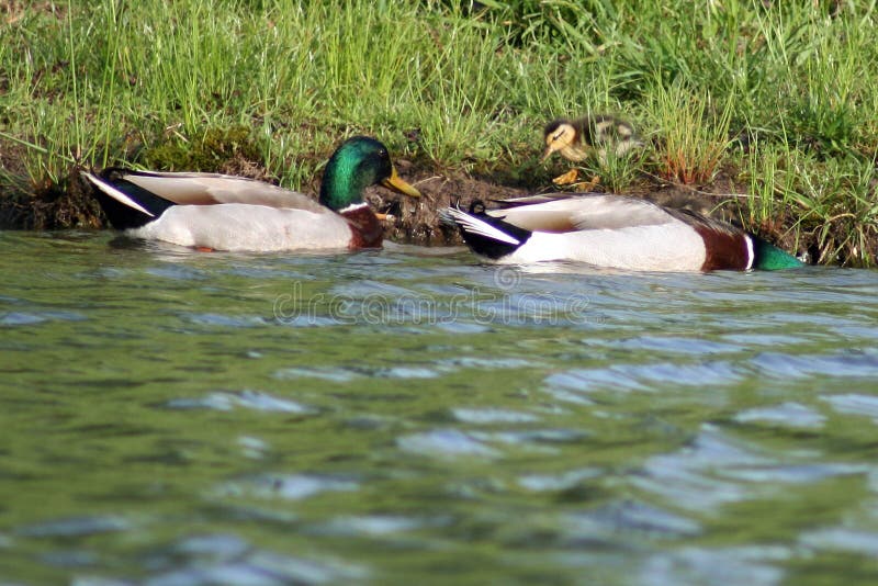 Duck Family Picture. Image: 5687472