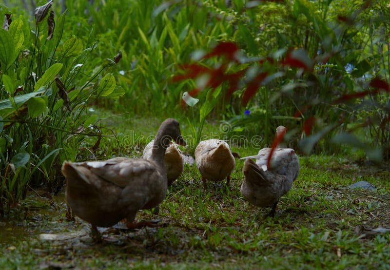 Duck Family Back To Nature Places Stock Photo - Image of back, place ...
