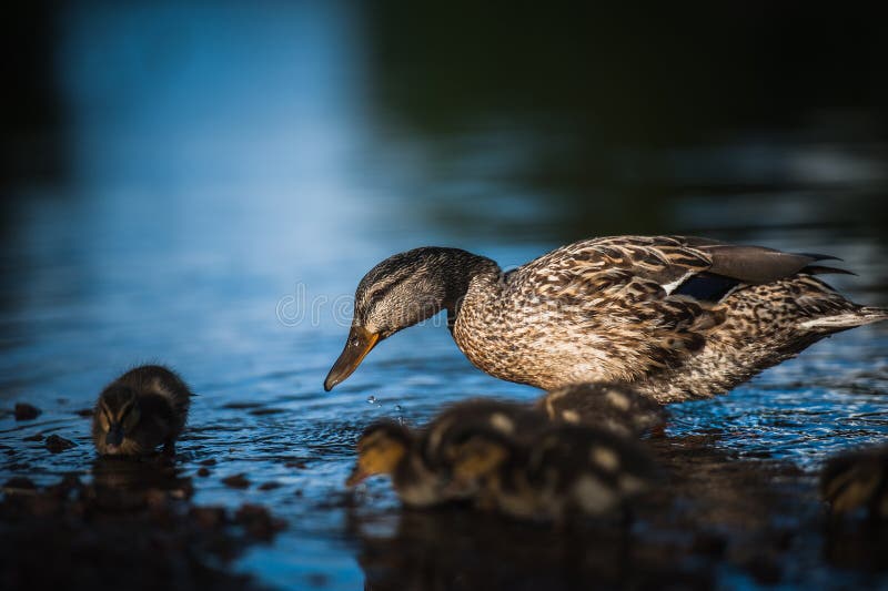Duck Family with Duck Chicks Stock Image - Image of duck, cute: 96767919