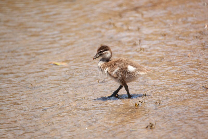 One lone duckling stock image. Image of duck, alone - 162170799