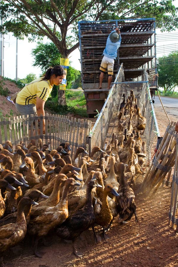 Duck farm editorial stock photo. Image of cattle, livestock - 19380308