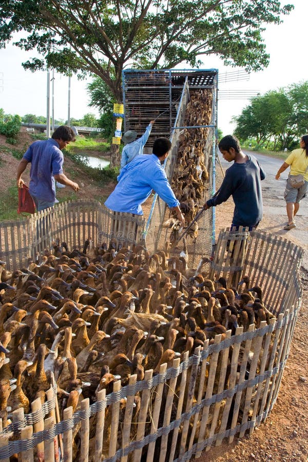 Duck farm editorial photography. Image of assemble, transport - 19552447