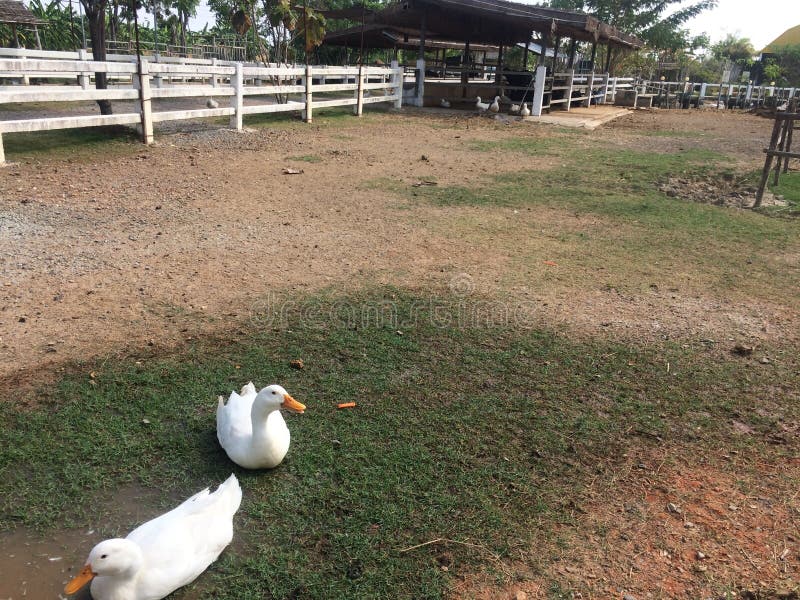 Duck in the Farm with Copy Space Stock Image - Image of drawing ...