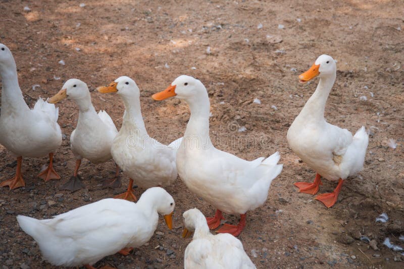 Duck in farm stock photo. Image of duck, goose, summer - 106588460
