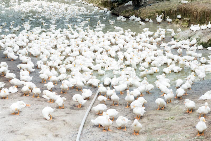 Duck farm in Botswana stock photo. Image of africa, wild - 161158558