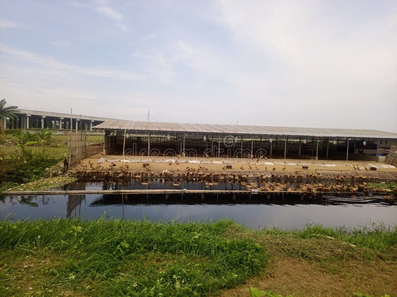 Lots of Ducks Farm Near the River Stock Photo - Image of farm, river ...