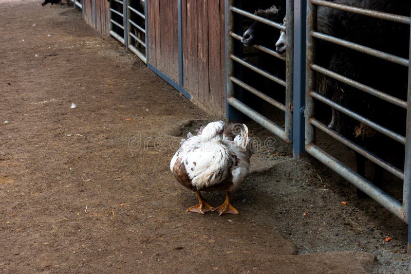 A Duck on a Farm Stands in a Pen with Goats and Sheep Stock Photo ...