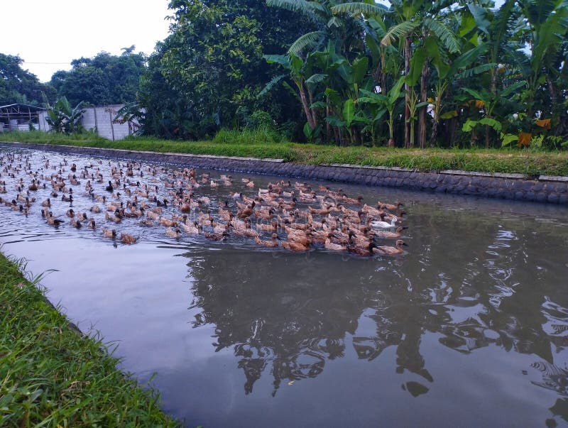 Duck farm stock image. Image of traditional, duck, farm - 268521323