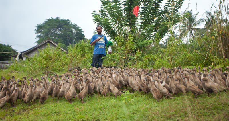 Duck farming editorial stock photo. Image of blue, feather - 24166833