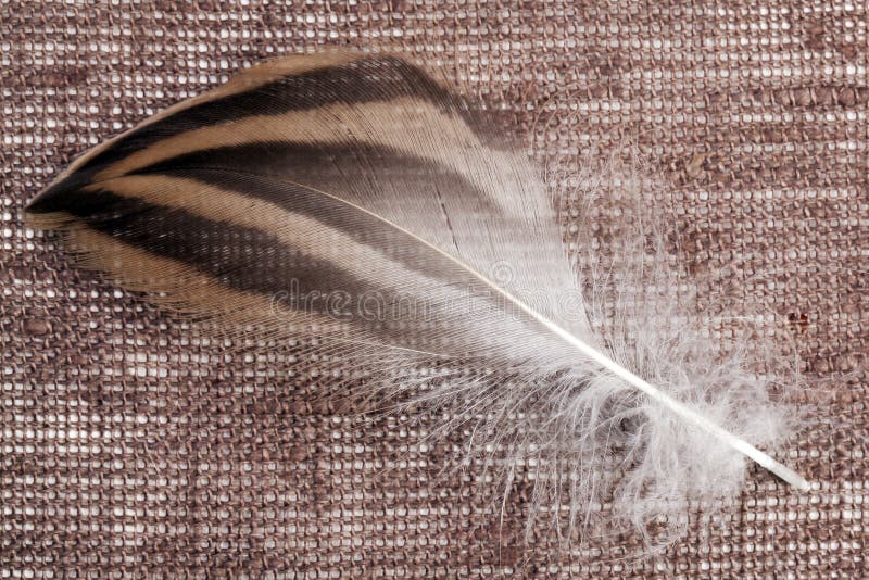 A Duck Feather on a Brown Canvas. Stock Photo - Image of texture, duck ...
