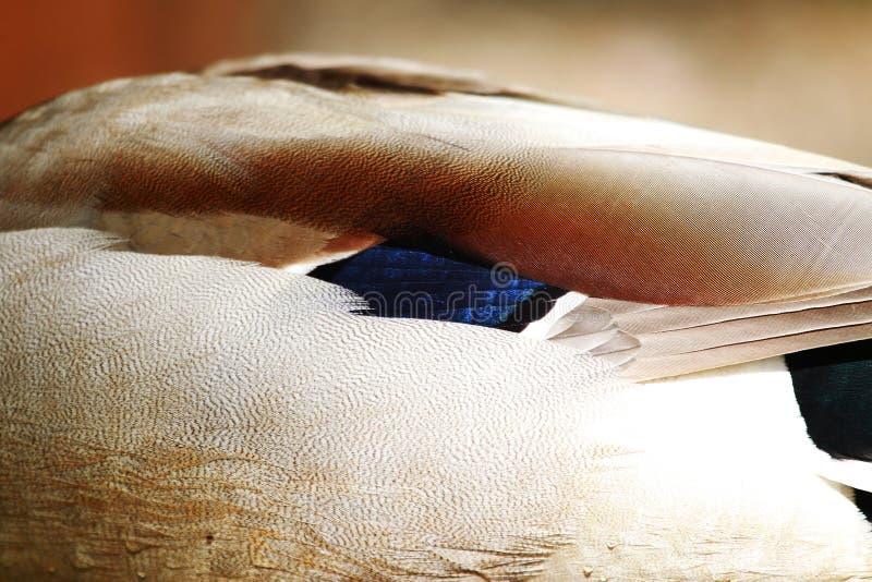 Duck Feather in details stock photo. Image of brown - 129766790