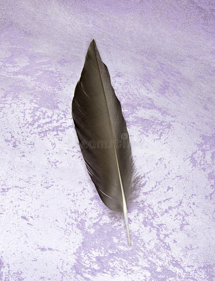 Single duck feather stock photo. Image of duck, single - 243602446