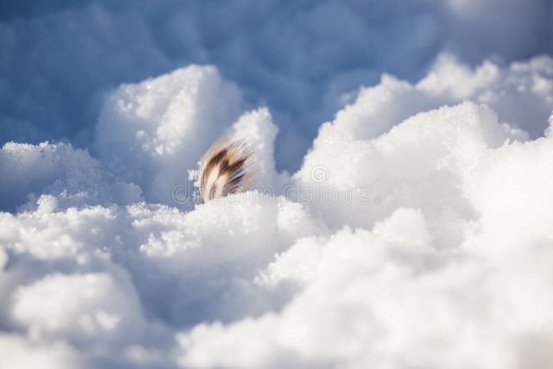 Duck feather in snow stock image. Image of sunshine - 110586963