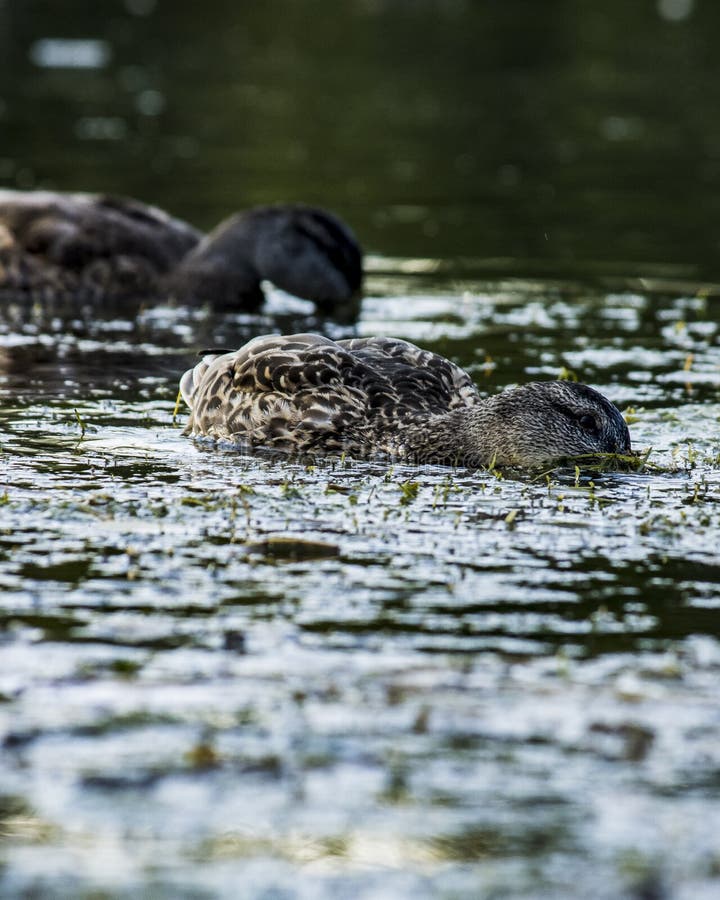 Duck feeding in lake water stock photo. Image of lake - 195356496