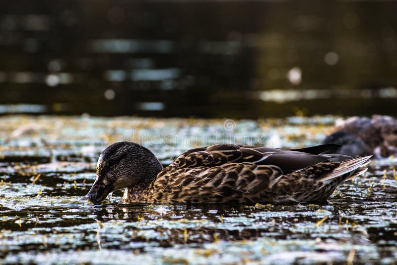 Duck feeding in lake water stock photo. Image of canada - 195356512