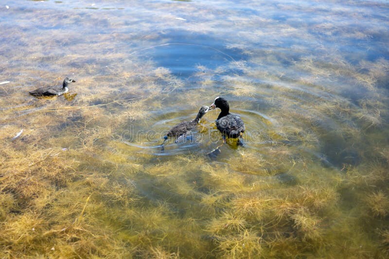 Duck Feeds Her Ducklings on the Lake. Algae in Lake Water Stock Photo ...