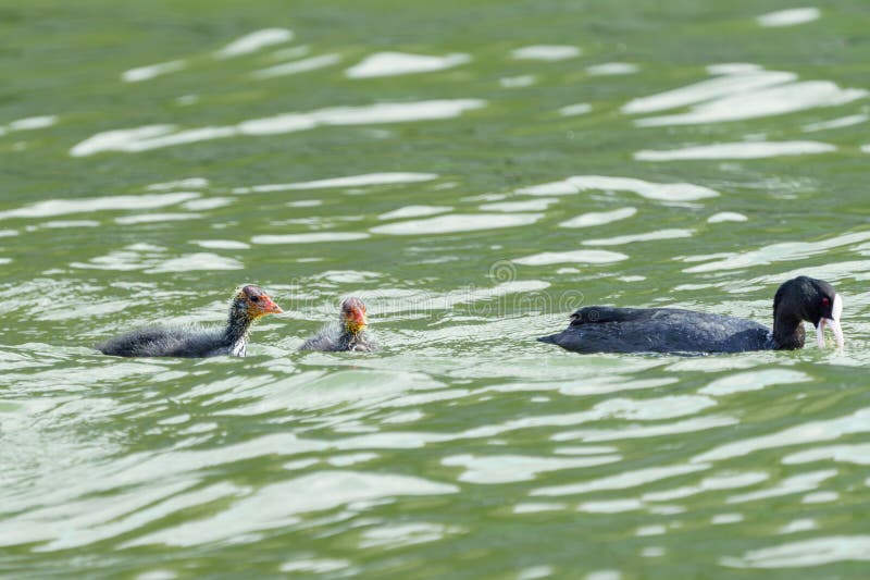 A Duck Feeds a Small Duckling with Sea Plants from Its Beak Stock Photo ...